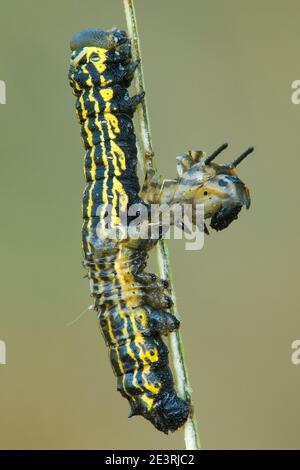 Orange-striped oakworm caterpillar - Anisota senatoria Stock Photo - Alamy