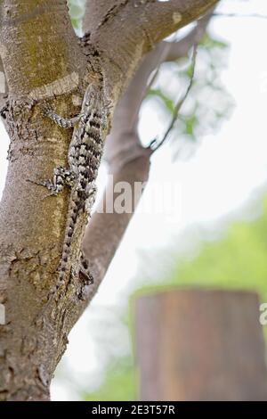 Texas Spiny Lizard Stock Photo - Alamy