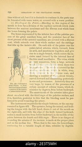 Manual of operative veterinary surgery (Page 108) BHL20475468 Stock ...