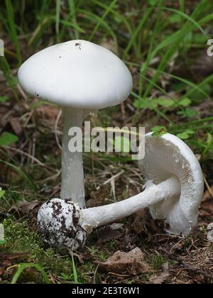 Amanita virosa, known in Europe as the destroying angel, a deadly ...