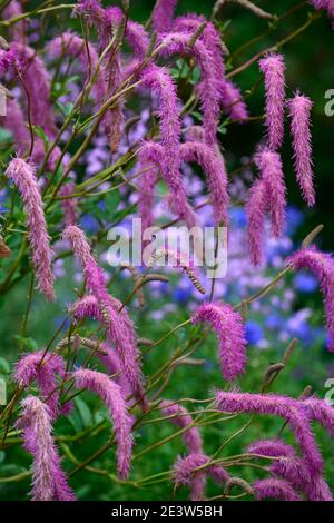 Sanguisorba hakusanensis Lilac Squirrel,purple,lilac,planting,scheme ...