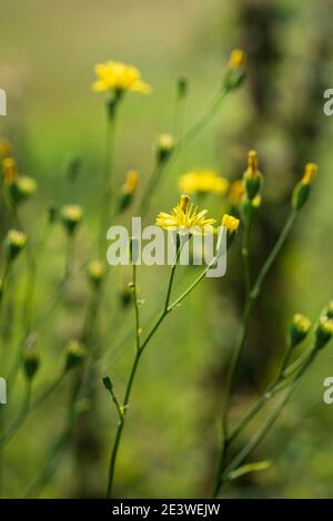 Lapsana communis L Lapsana communis L Stock Photo - Alamy
