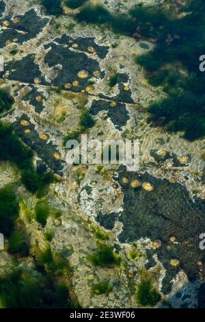Rockpool on beach with seaweed, barnacles and limpets Stock Photo - Alamy