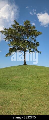 blue, tree, hill, green, wood, brown, brownish, brunette, beach ...
