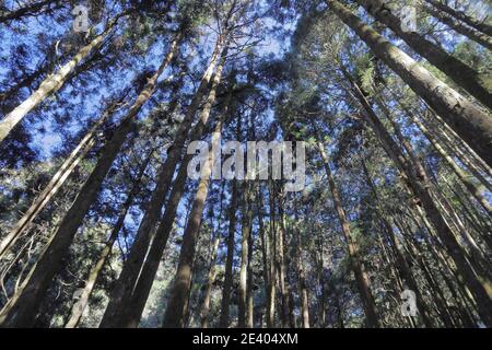 Alishan National Scenic Area in Taiwan - beautiful cypress and cedar ...