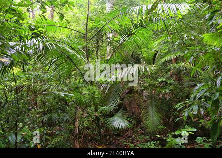 Rainforest flora in Palawan island, Philippines. Tropical karst ...