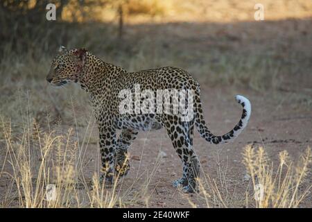 Close up of a Leopard's tail in the Kruger National Park, South Africa ...