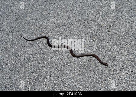 Australia, venomous Dugite snake aka Dobitj Stock Photo - Alamy