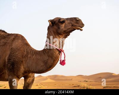 Rope around camel Stock Photo - Alamy