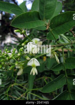 Flowering Sophora japonica Japanese Pagoda Tree Styphnolobium japonicum ...