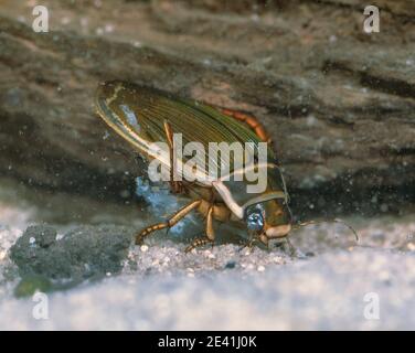 Diving Beetle (Dytiscus dimidiatus) female, Herkenbosch, Netherlands ...
