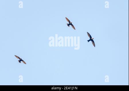 White-collared Swift (Streptoprocne zonaris Stock Photo - Alamy