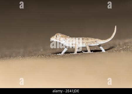 Helmethead Gecko, Geckonia chazaliae, Gekkonidae, Africa Stock Photo ...