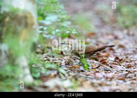 White-breasted Mesite (Mesitornis variegatus) walking on the ground in ...