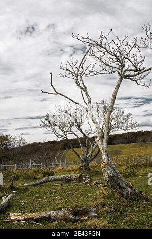 Landscape of the dead field in Hokkaido Stock Photo - Alamy