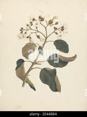 Cordia abyssinica: finished drawing by Luigi Balugani Stock Photo - Alamy