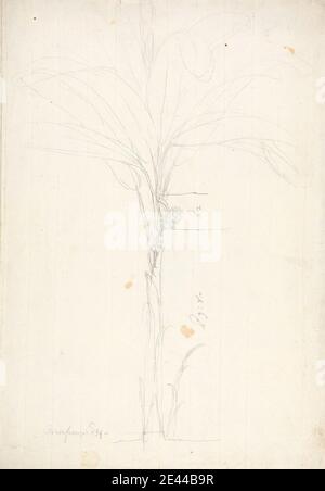 Musa x sapientum L. (Banana): preliminary outline drawing of habit of ...