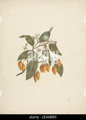 Mimusops kummel A. DC. : finished drawing with some flowers by James ...