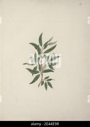 Salix subserrata Willd. (Willow Tree): finished drawing without details ...