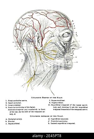 Facial nerves. Illustration of a human skull in front view showing the ...