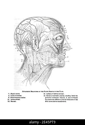 . The anatomy of the human body. Human anatomy; Anatomy. THE TRIGEMINAL ...