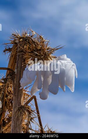 Hard rime ice on thistle plant, formed during a freezing fog and wind ...