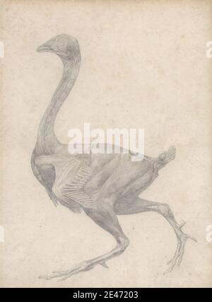 Study of a Fowl, Lateral View, with skin and underlying fascial layers ...