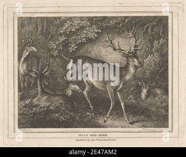 Male Red Deer, Samuel Howitt, 1756–1822, British, after Samuel Howitt ...