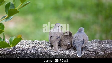 Picui Ground Dove Couple (Columbina picui Stock Photo - Alamy