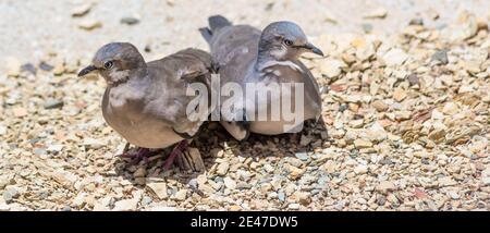 Picui Ground Dove Couple (Columbina picui Stock Photo - Alamy