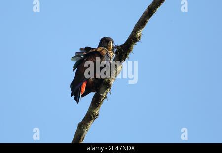Bronze-winged parrot (Pionus chalcopterus). Historic Park of Guayaquil ...