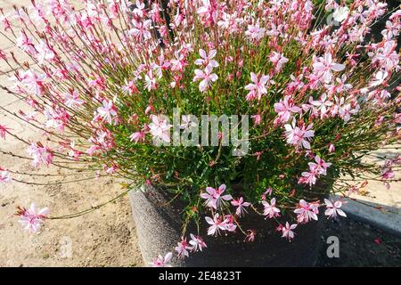 Gaura lindheimeri Container, Oenothera Growing in Romanesque Pot ...