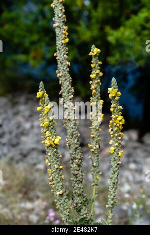 A vertical selective focus shot of birch trees in a field Stock Photo ...