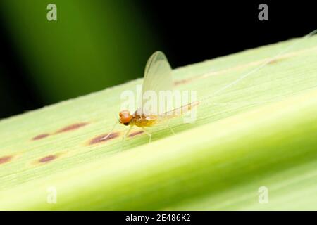 Bulb headed mayfly, Ephemera danica, Satara, Maharashtra, India Stock ...