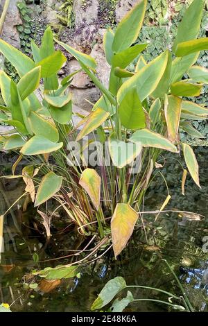 Thalia dealbata plant with green leaves growing in botanical garden ...