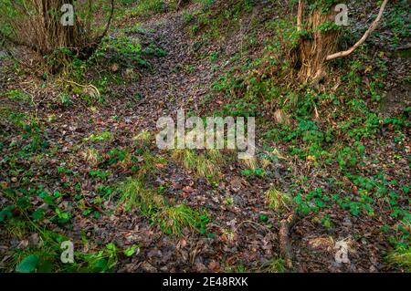 Shallow coal workings from the 1921 coal strike on a steep slope in ...