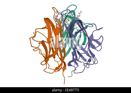 Trimeric G protein, molecular model Stock Photo - Alamy