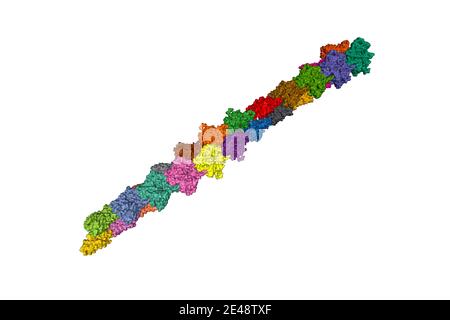 Actin filament structure, illustration Stock Photo - Alamy