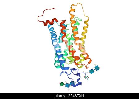 Rhodopsin molecule, illustration Stock Photo - Alamy