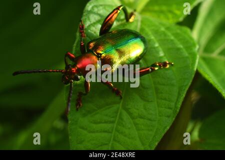 Frog beetle on green leaf. Sagra femorata Stock Photo - Alamy