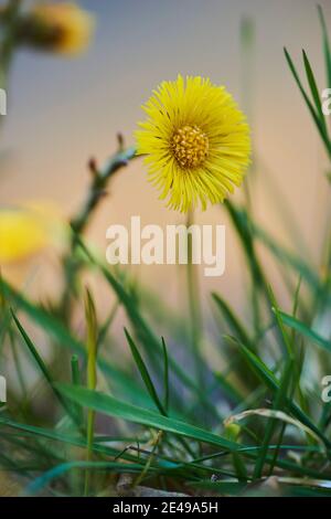 Coltsfoot (Tussilago farfara) flowering, Bavaria, Germany Stock Photo ...