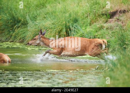 red deer (Cervus elaphus), cow leaving a wallow in the morning mist ...