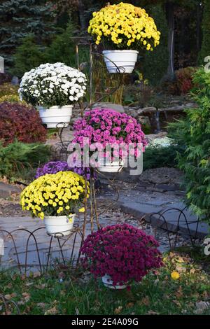 Beautiful orange chrysanthemums in the garden Stock Photo - Alamy
