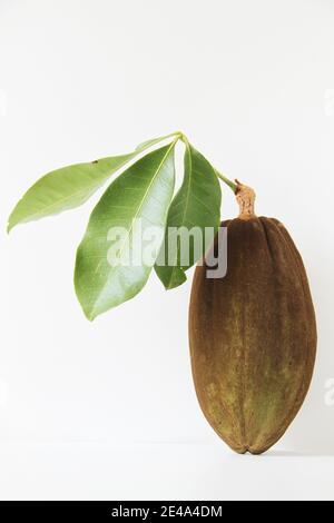 Pachira aquatica, Monguba, São Paulo, Brazil Stock Photo - Alamy