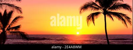 Palm trees at the coast at sunset, Waikoloa, Hawaii County, Hawaii, USA ...