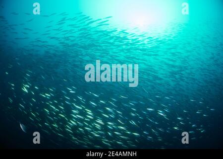 School of fish, sardines (Sardina pilchardus Stock Photo - Alamy
