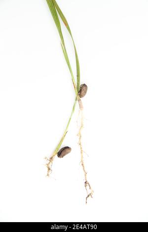 Phoenix seed in white background, São Paulo, Brazil Stock Photo - Alamy