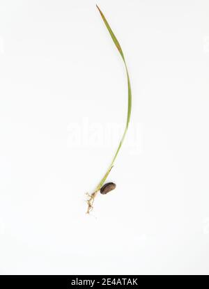 Phoenix seed in white background, São Paulo, Brazil Stock Photo - Alamy