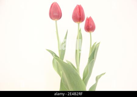 Three red tulips flower, São Paulo, Brazil Stock Photo - Alamy