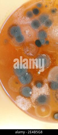 Tea mold in a jar in white background, São Paulo, Brazil Stock Photo ...
